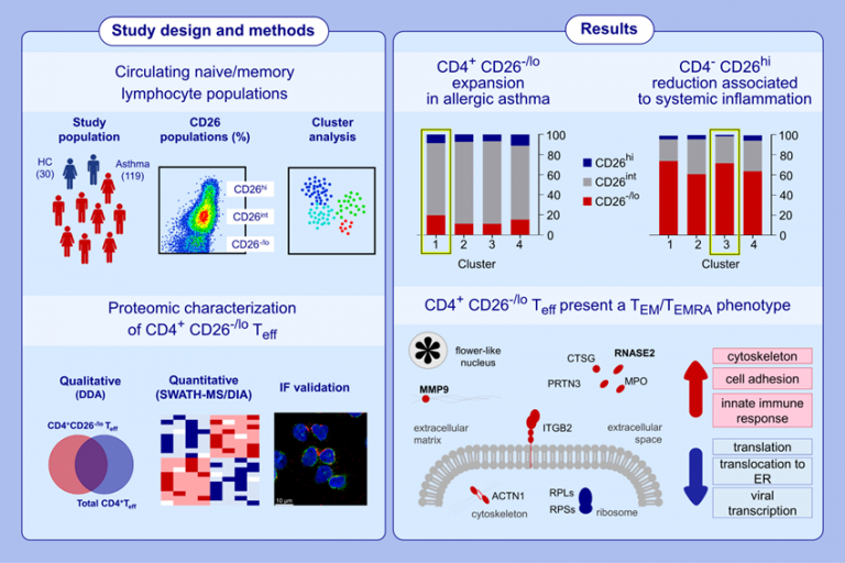 Revisiones Asma » Exploring CD26−/lo subpopulations of lymphocytes in ...